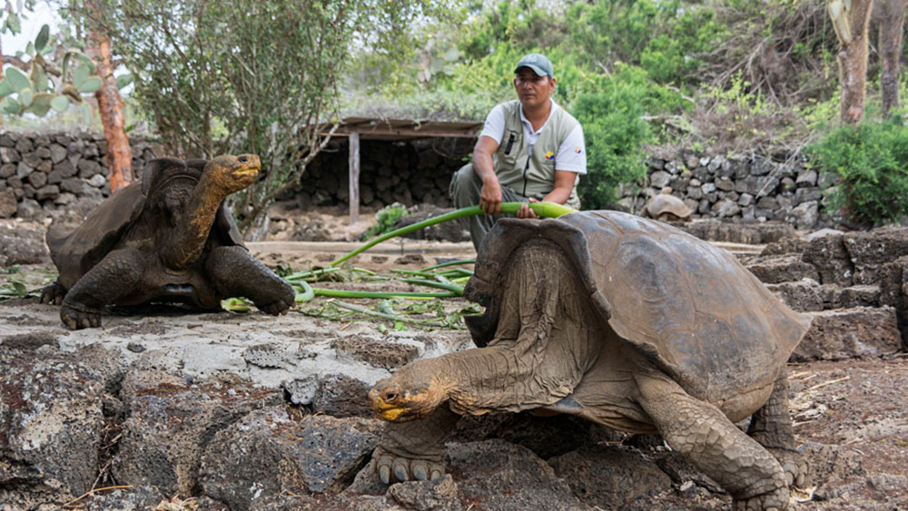 Una especie de tortuga gigante que se creía extinta será reproducida en ...