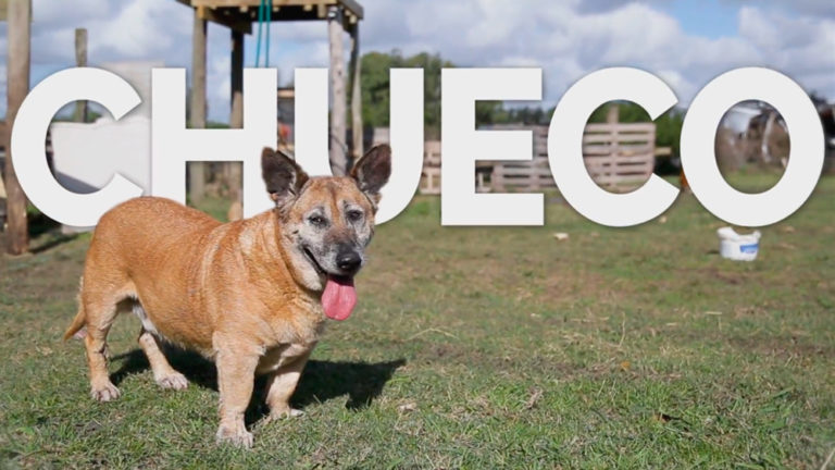 Adoptame: conocemos la historia de Chueco - Teledoce.com