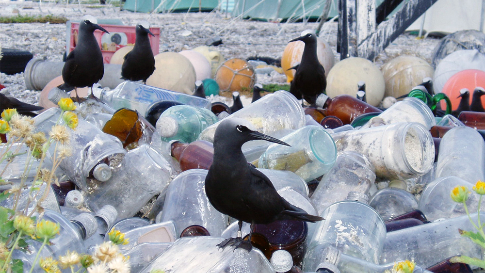 Out to sea? The Plastic Garbage Project en Uruguay - Teledoce.com