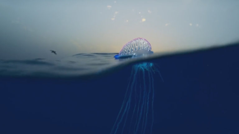 Fragatas portuguesas aparecieron en las costas uruguayas; esto es lo ...