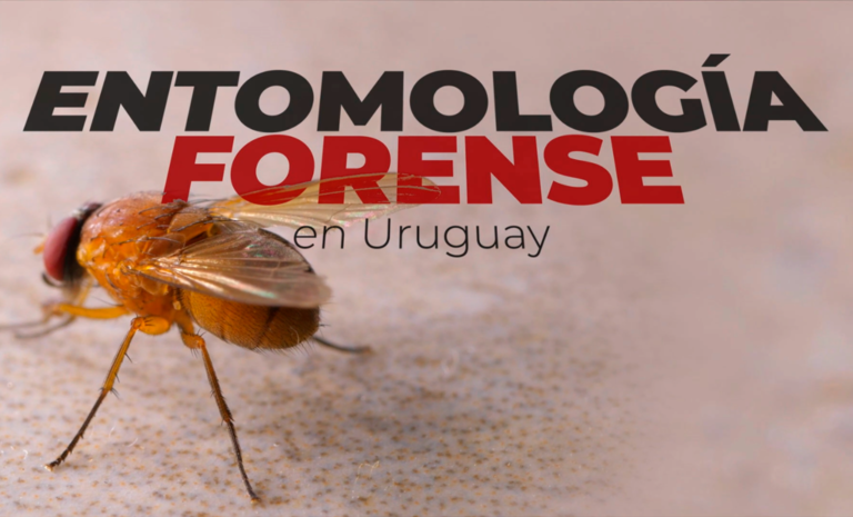 Entomología forense: los insectos que colonizan un cadáver pueden ...