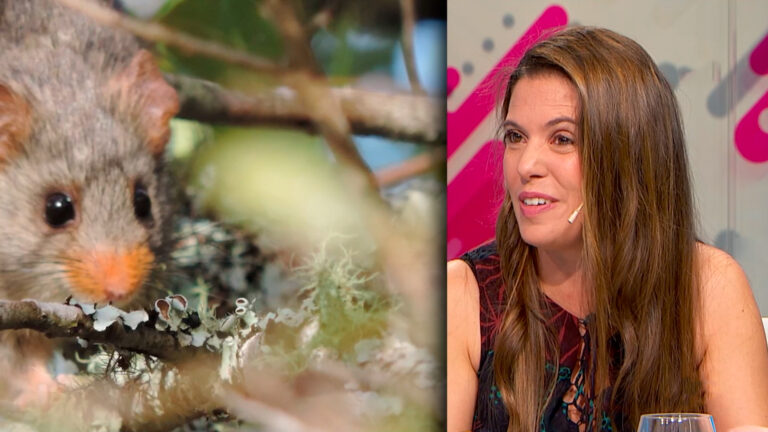 La investigación sobre el ratón de hocico ferrugíneo - Teledoce.com